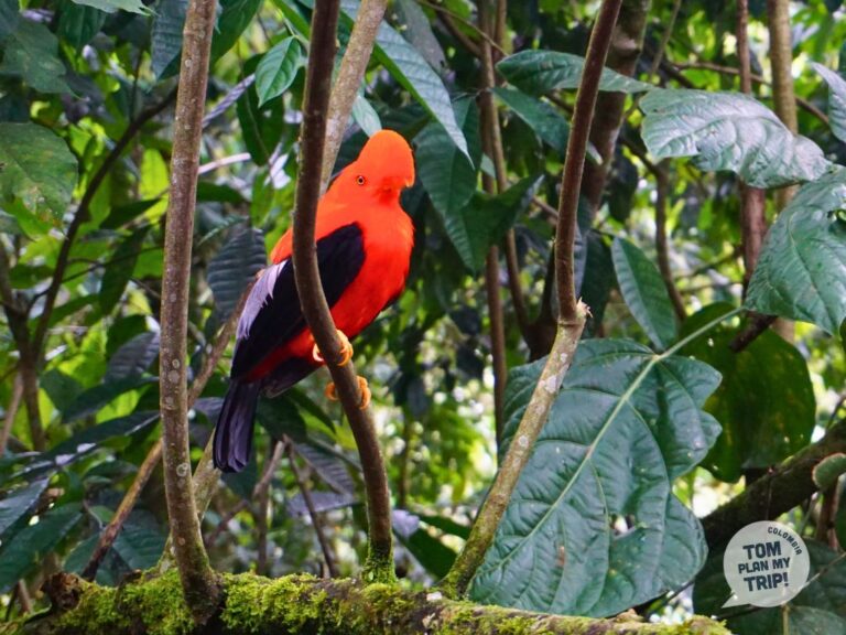 Animals of Colombia: Top 18 Must-See Wildlife Encounters