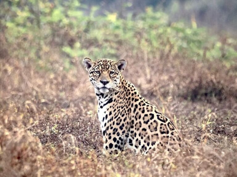 Animals of Colombia: Top 18 Must-See Wildlife Encounters