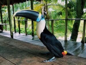 Best Amazon Eco-lodges: Colombia Jungle Resort Guide 2024