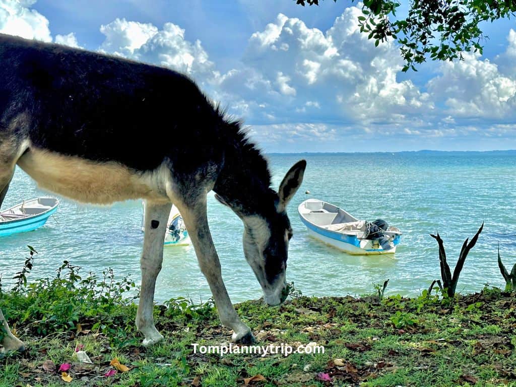Isla Fuerte, Colombia: Best Things To Do And How To Get There