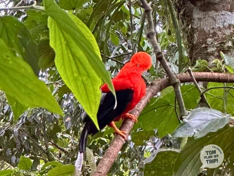 Animals of Colombia: Top 18 Must-See Wildlife Encounters