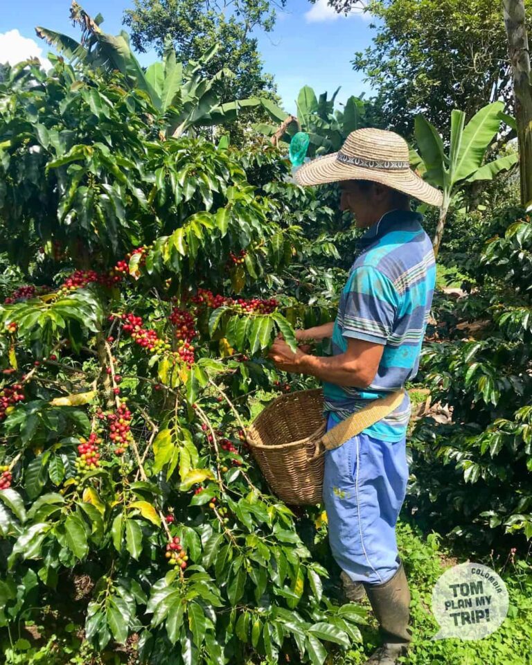 Coffee in Colombia: The Story Behind Every Cup | TPMT