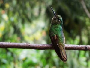 Animals of Colombia: Top 18 Must-See Wildlife Encounters