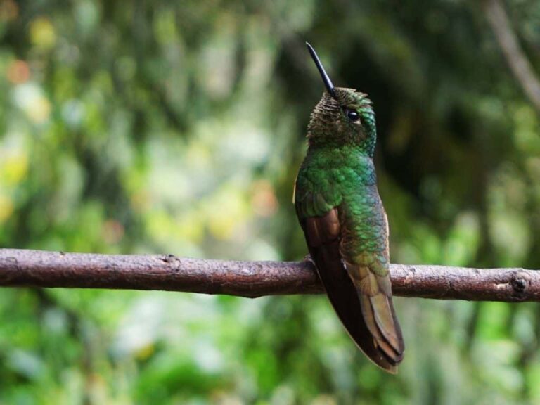 Animals of Colombia: Top 18 Must-See Wildlife Encounters