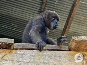 Visit Leticia, Colombia: Expert Travel Guide | TPMT