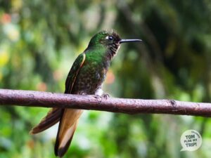 Animals of Colombia: Top 18 Must-See Wildlife Encounters
