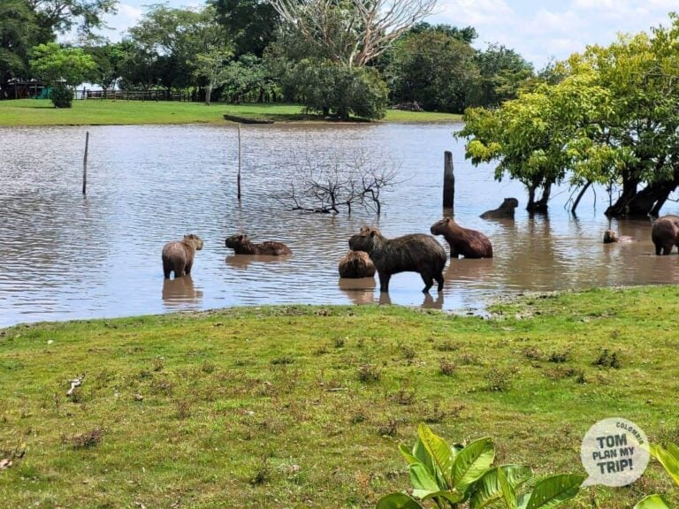Visit Yopal, Colombia: Expert Travel Guide | TPMT