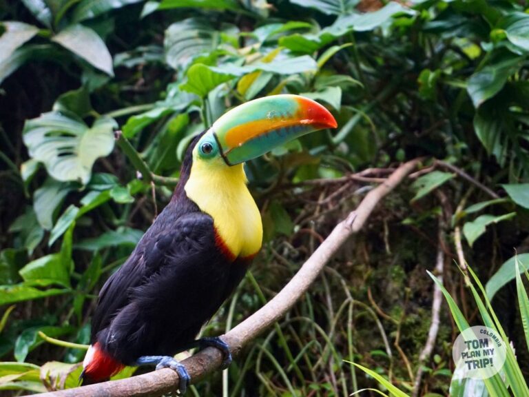 Animals of Colombia: Top 18 Must-See Wildlife Encounters