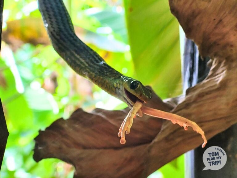 Animals of Colombia: Top 18 Must-See Wildlife Encounters