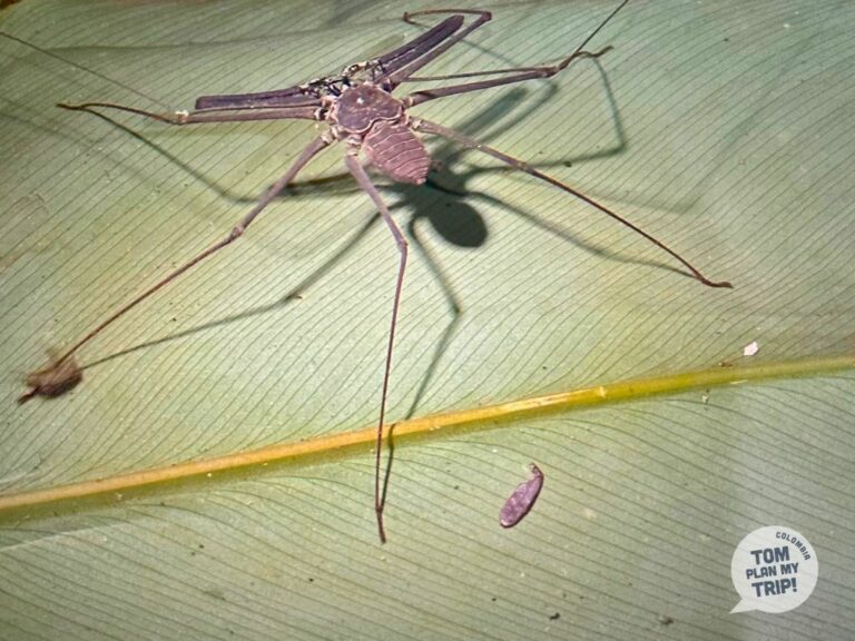 Visitar la Amazonía Colombiana: Guía de viaje