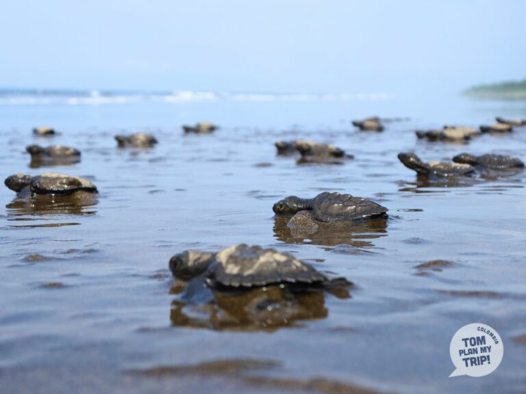 Visitar la costa del Pacífico, Colombia: Guía de Viaje