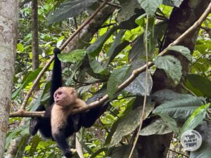 Animals of Colombia: Top 18 Must-See Wildlife Encounters