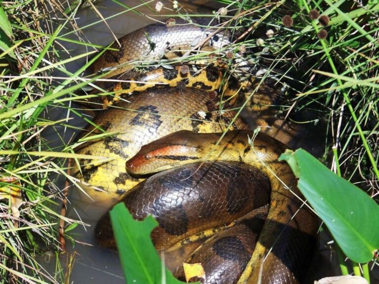 Animals of Colombia: Top 18 Must-See Wildlife Encounters