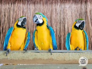 Animals of Colombia: Top 18 Must-See Wildlife Encounters