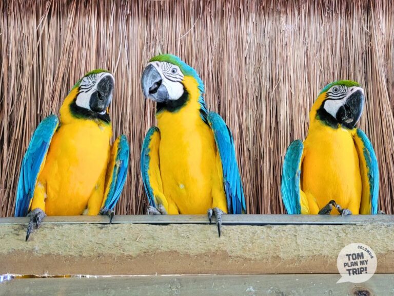 Animaux De Colombie: Plongée Dans Une Faune Exceptionnelle