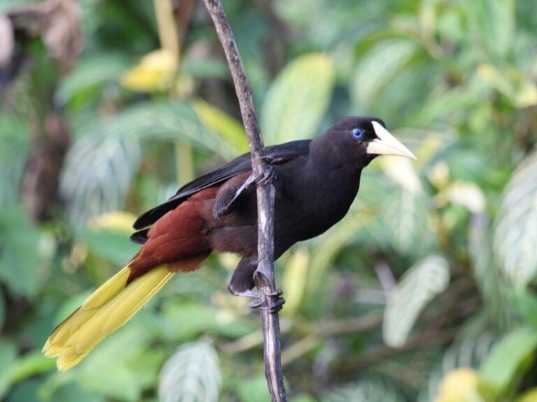 Animals of Colombia: Top 18 Must-See Wildlife Encounters