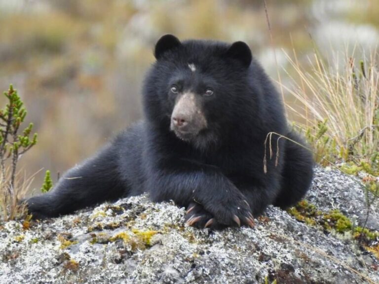 Animals of Colombia: Top 18 Must-See Wildlife Encounters